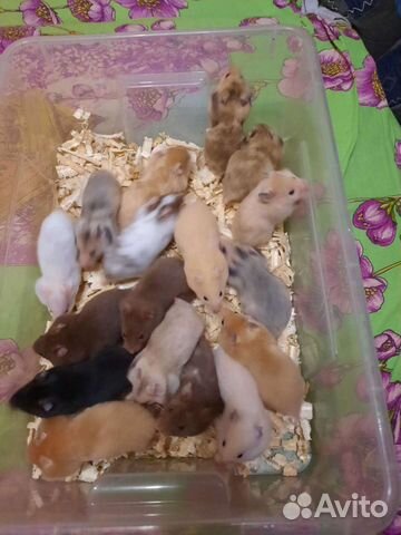 Сирийский хомяк