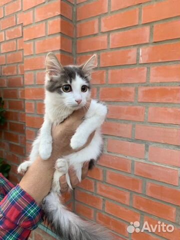 Сибирский котенок Крош в дар