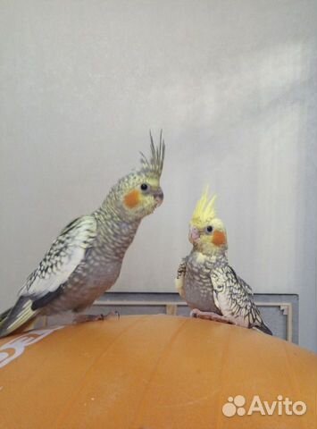 Продам попугаев карелл