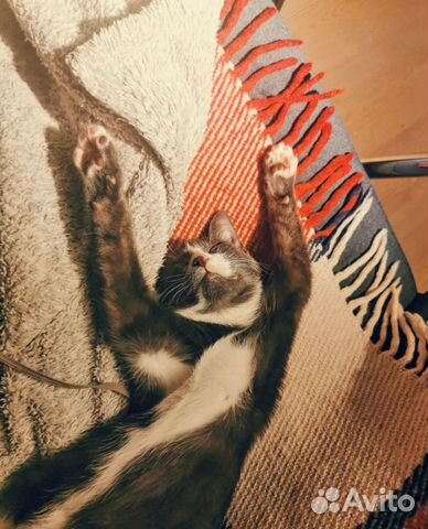 Котенок девочка