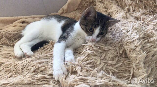 Игривая девочка. Котенок, котята, кошка, кошки