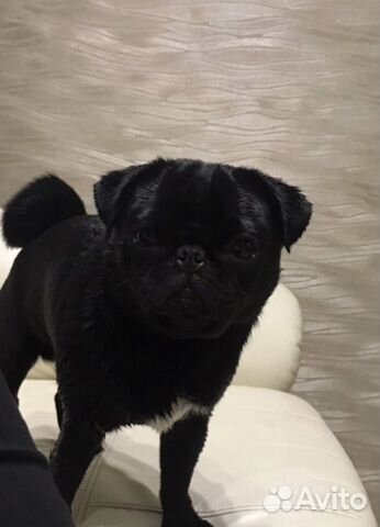 Вязка кобель мопс