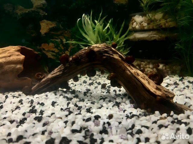 Аквариумные улитки (Пятнистые катушки)