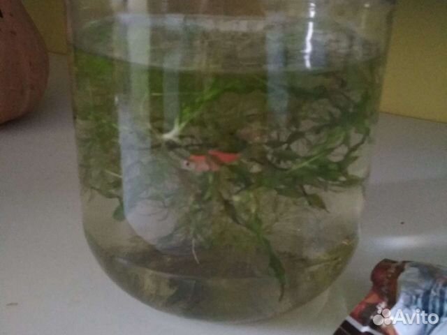 Рыбки пецилия, корм и растения