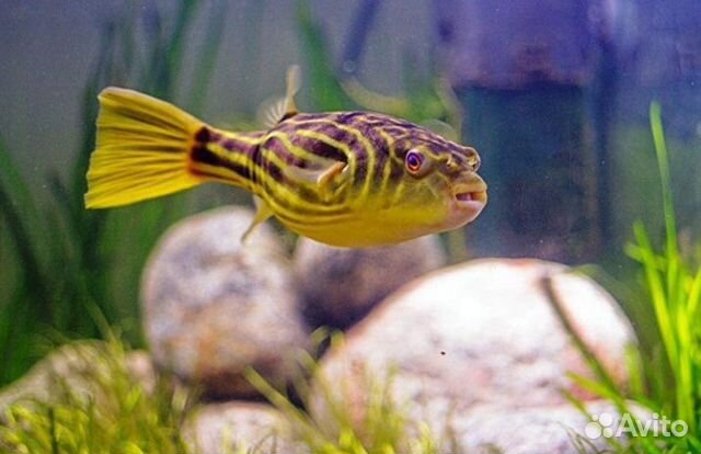 Тетрадон фахака