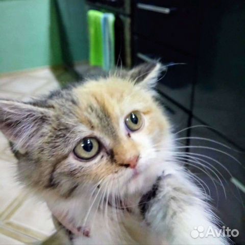 Красивый маленький котенок