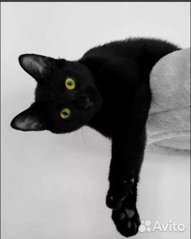 Котенок Максик ищет дом