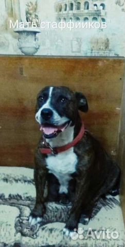 Стаффордширский терьер