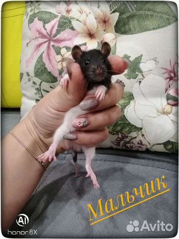 Крыска крысы крысята