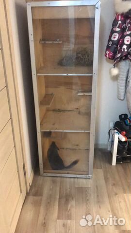 Шиншилла с витриной