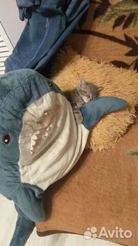 Котята 1,5 мес