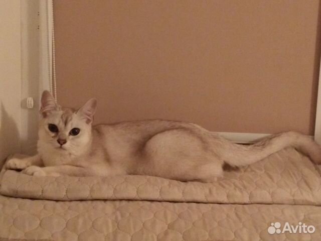 Ищу кота для вязки бурмиллы
