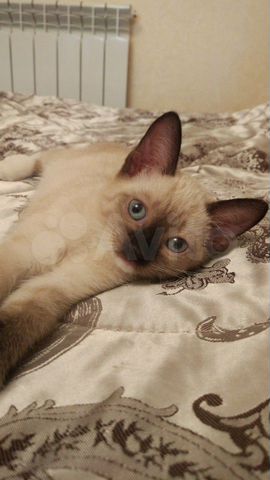 Котёнок по имени Гав. Котята породы Сноу Шу