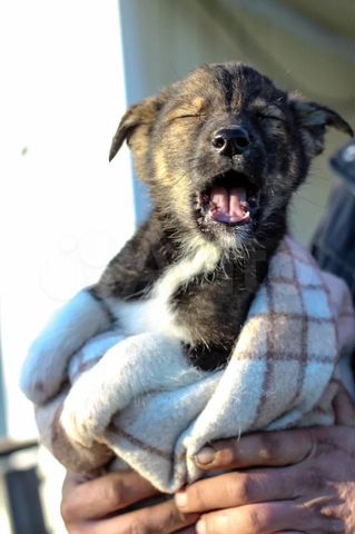 Мальчик,2 месяца ищет дом