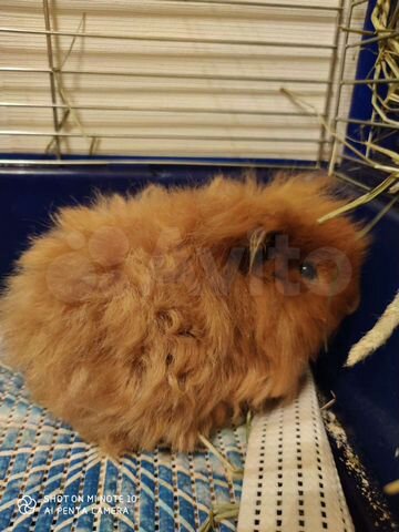 Морская свинка на вязку