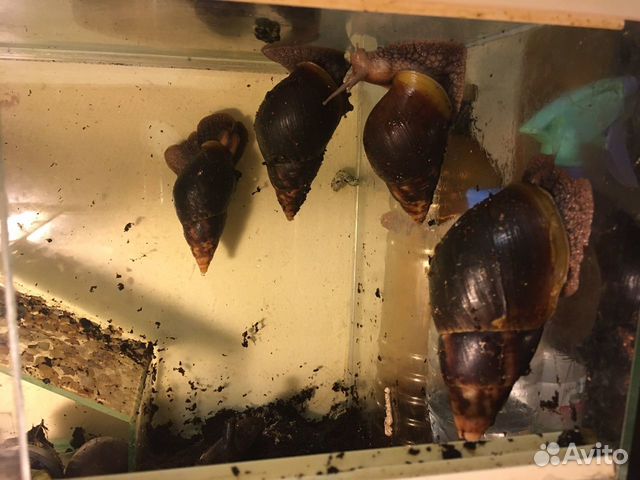 Улитки ахатины бесплатно