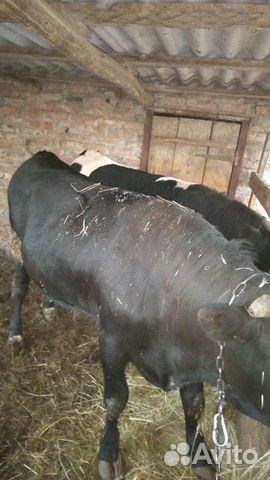 Быки на мясо живым весом