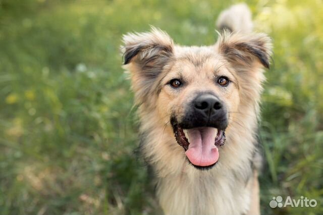 Лохматый друг - любимец всей семьи