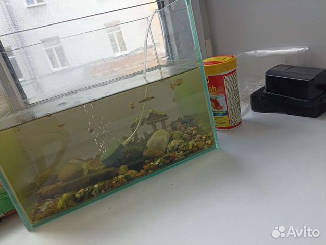 Аквариумные рыбки гуппи