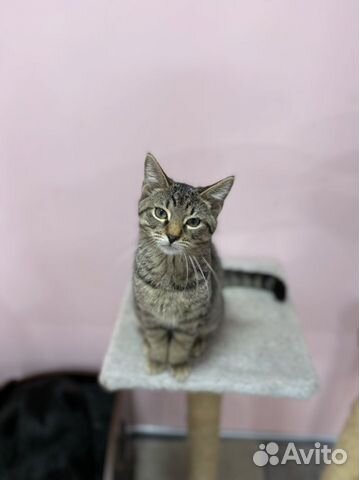 Котенок в добрые руки
