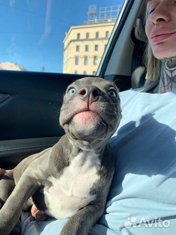 Американский булли classic