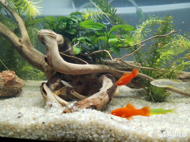 Меченосцы рубин