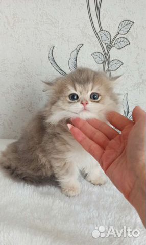 Мальчик SFS 71 ay11