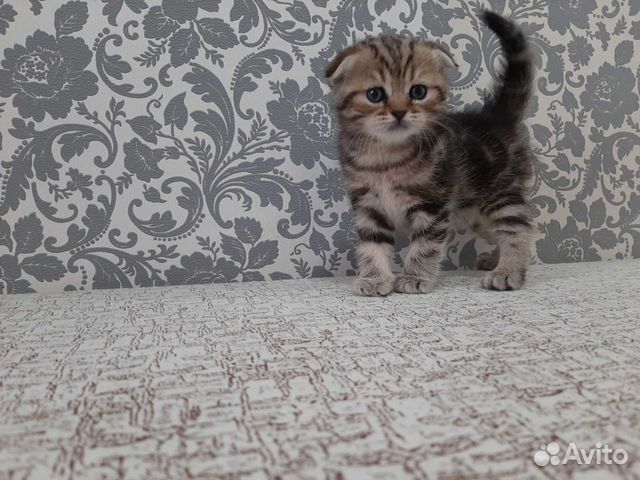 Шотландская