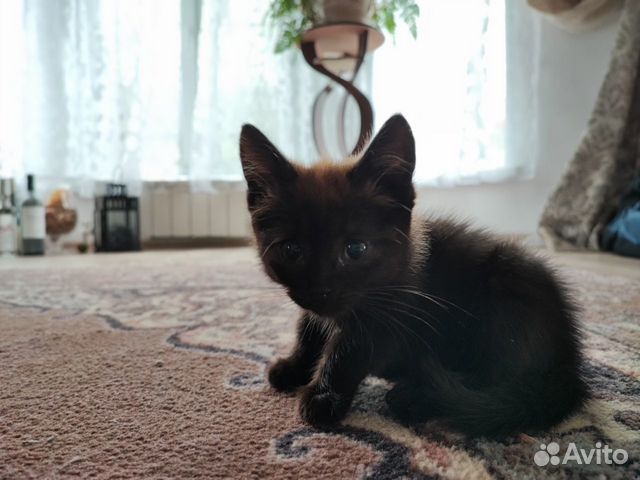 Котенок, девочка в добрые руки