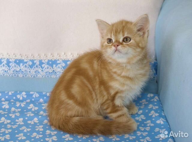 Шотландские котята. Девочки сестрёнки