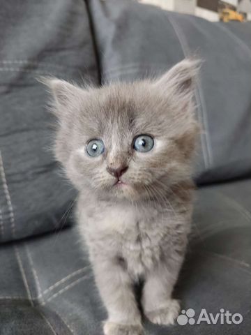 Котята
