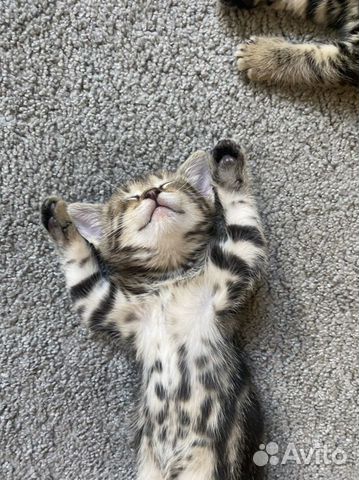 Помесь британцев