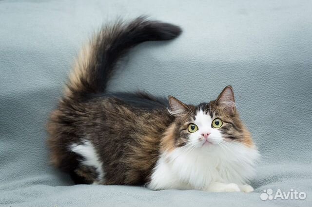 Котик Моисей ищет дом