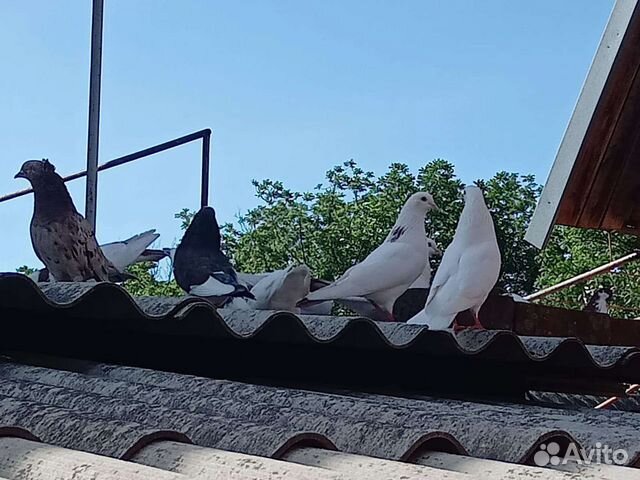 Продажа Бойных Голубей