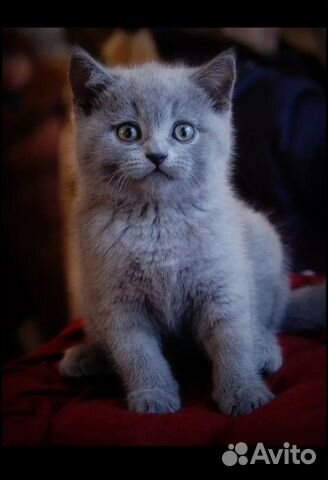 Голубой британец