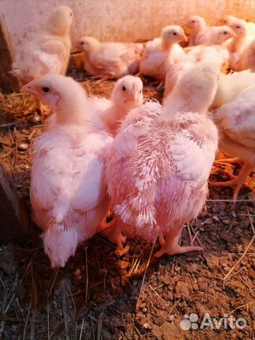 Цыплята бройлеры кобб 500 подрощенные