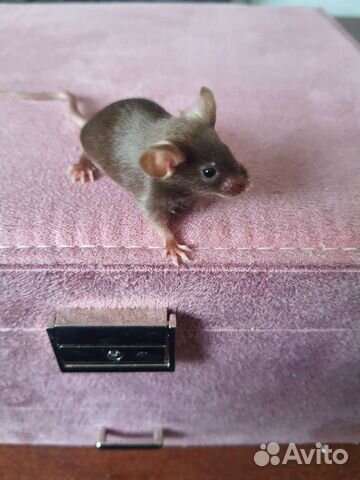 Сатиновые мыши