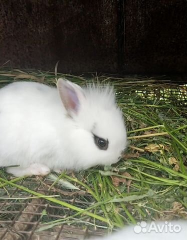 Декоративные кролики