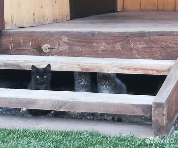 Котята в добрые руки бесплатно