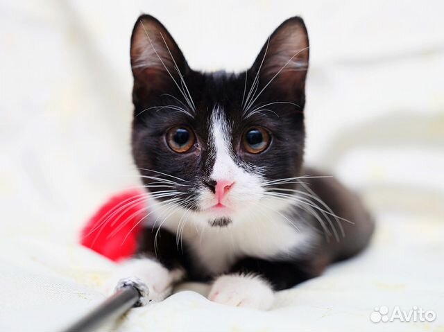 Котенок Глаша