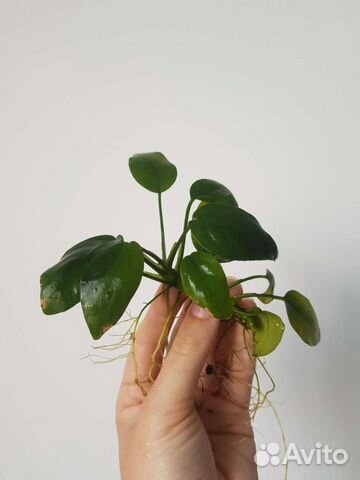 Анубиас нано