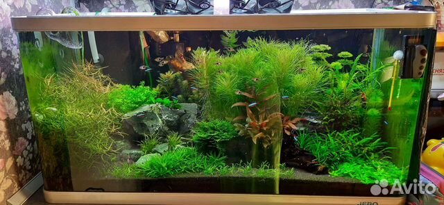 Погостемон эректус