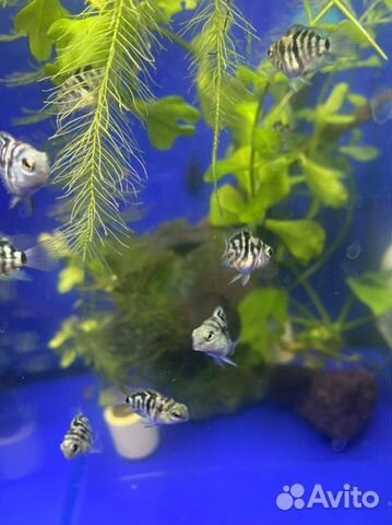 Рыбка попугай