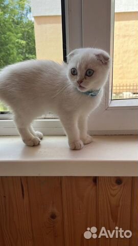 Котетнок шотланка вислоухая