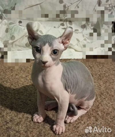 Канадский сфинкс эльф котенок