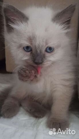 Невский маскарадный кот