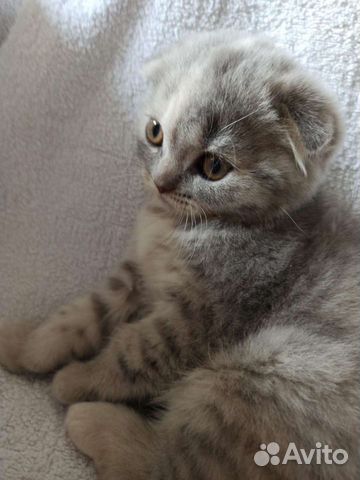 Шотландская