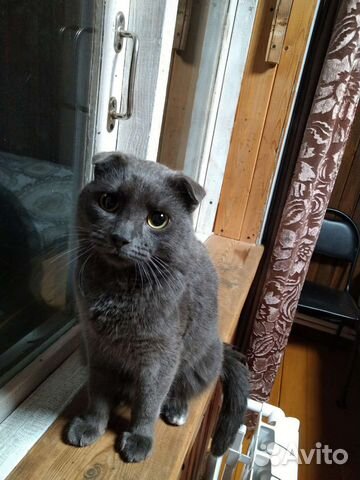 Британские коты