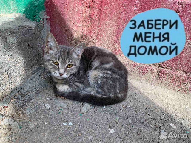 Котёнку очень нужен дом