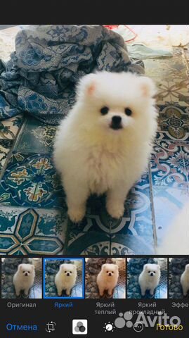 Микро- Шпиц шеночки-4-месяца,1,5 кг